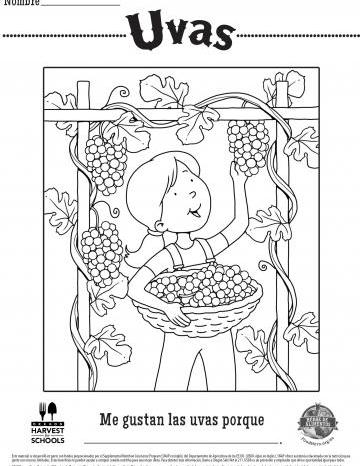 Uvas | Food Hero